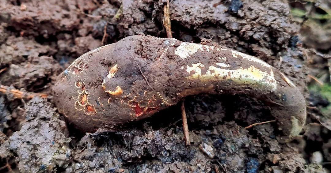 To amatørarkæologer i England finder enestående guldskat | historienet.dk