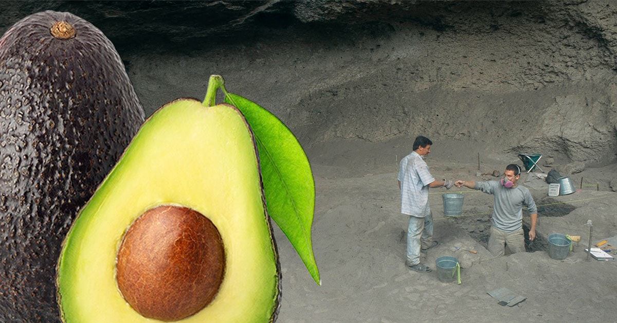 Verrassende ontdekking: Avocado veranderde indianen in boeren ...