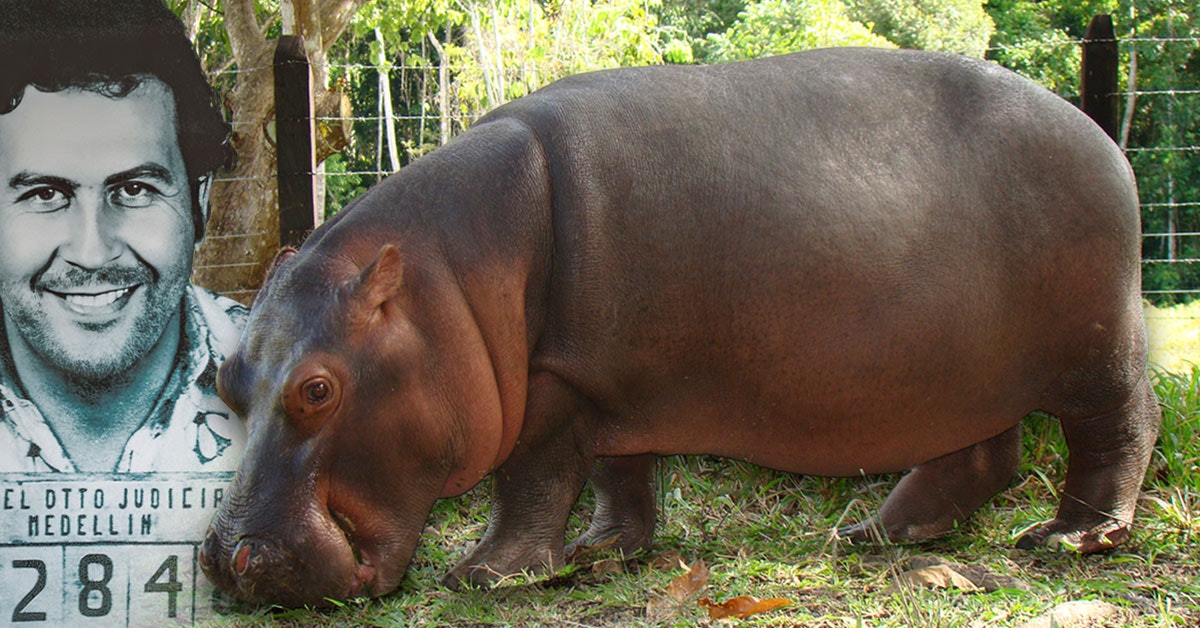 Pablo Escobars flodheste skaber kaos i Colombia | historienet.dk