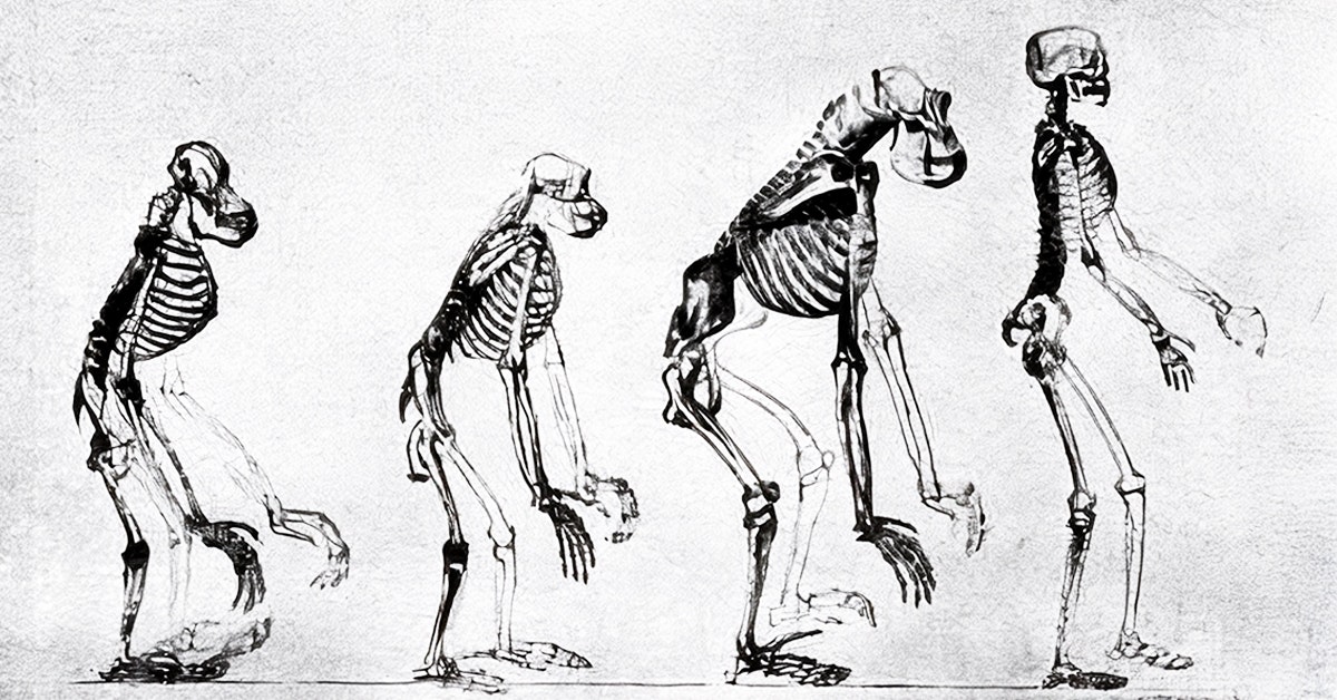 Ontdekking: Hierdoor kon de mens op twee benen gaan lopen | historianet.nl