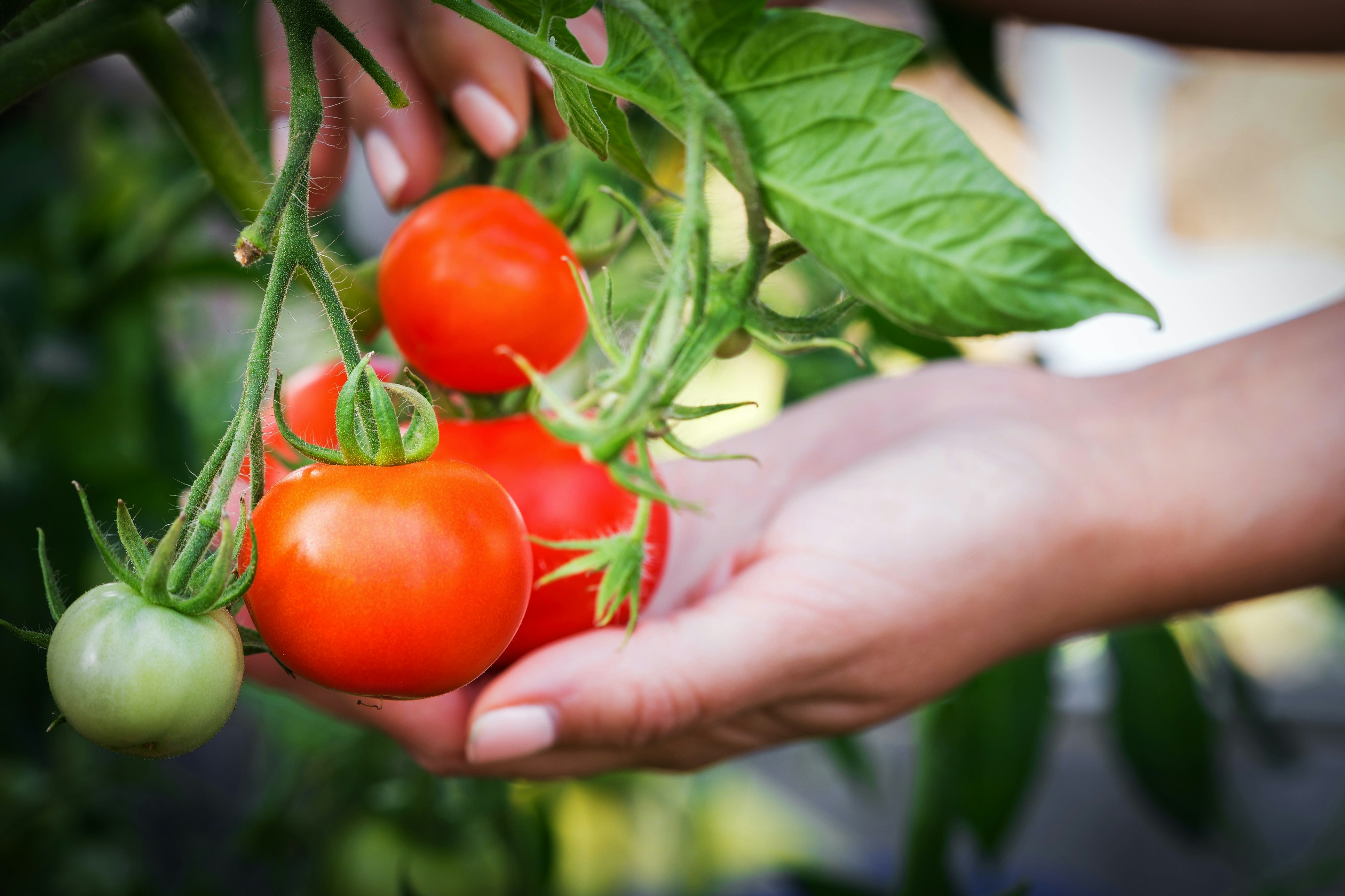 Tomat forebygger kreft | I FORM