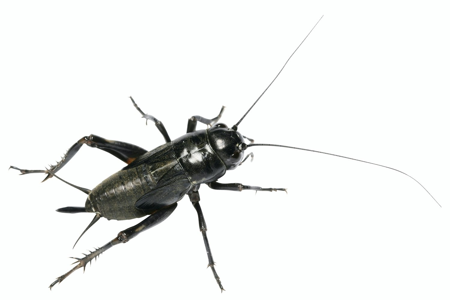 Törs du äta syrsor och andra insekter? | I FORM