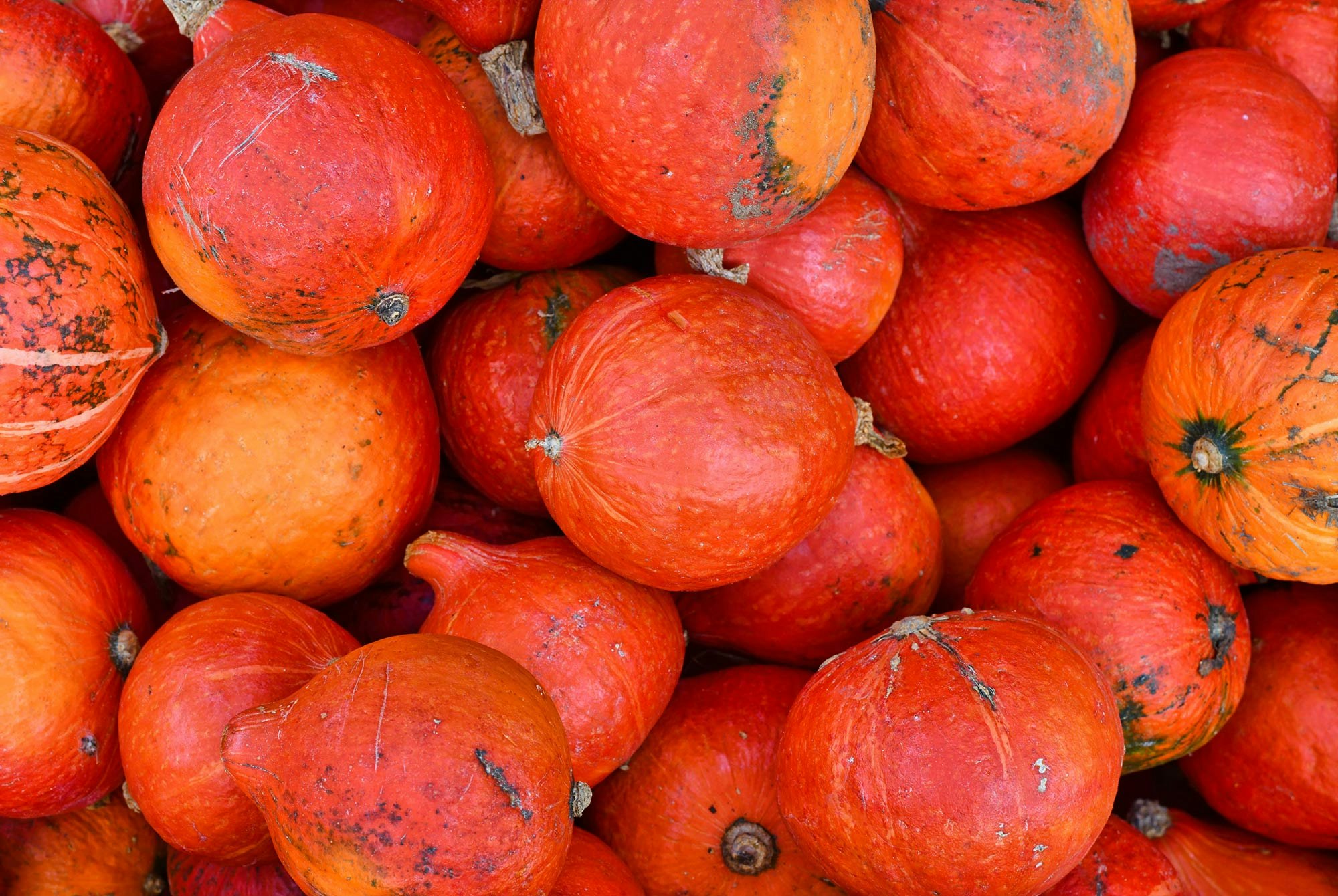 Hokkaidokurpitsa: Kotikokin täydellinen kurpitsa | kuntoplus.fi