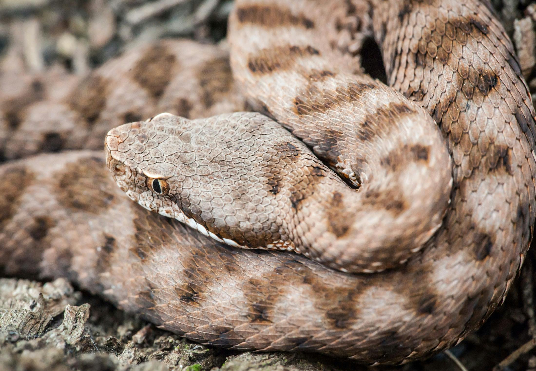 Varför lägger huggormen inte ägg? | illvet.se