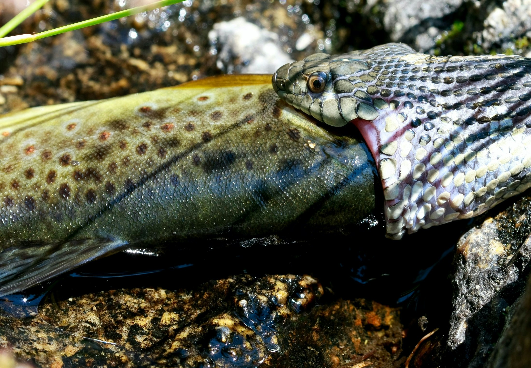 Hur kan ormar sluka djur med spetsiga horn? | illvet.se