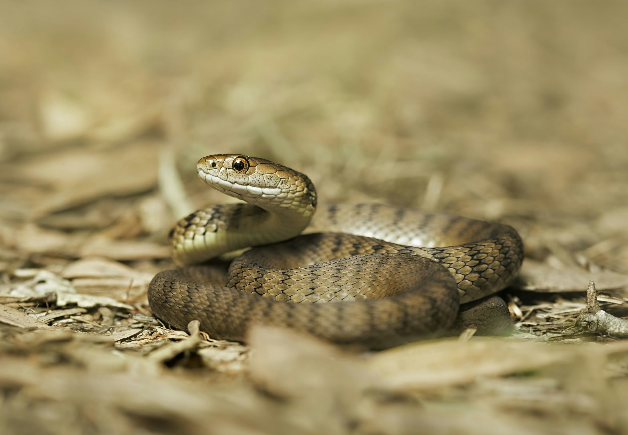 Hvordan kan slanger få luft? | illvid.dk