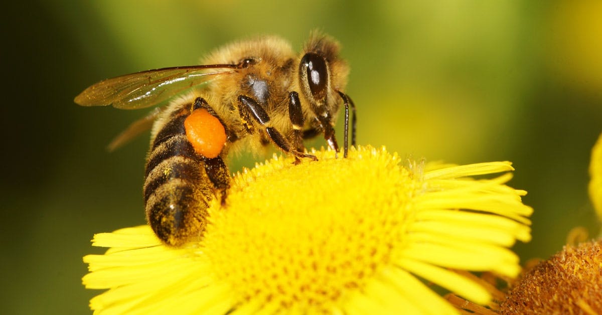 Wat nu als de bij uitsterft? | wibnet.nl