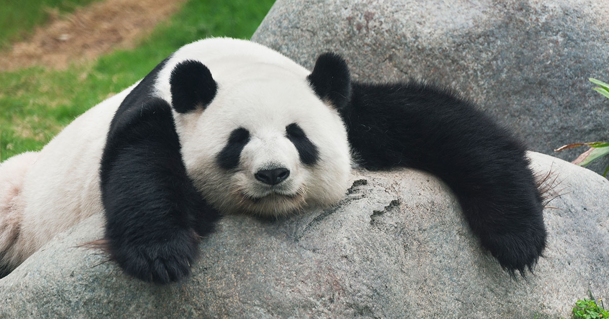 5 ting der gør livet svært for pandaen | illvid.dk
