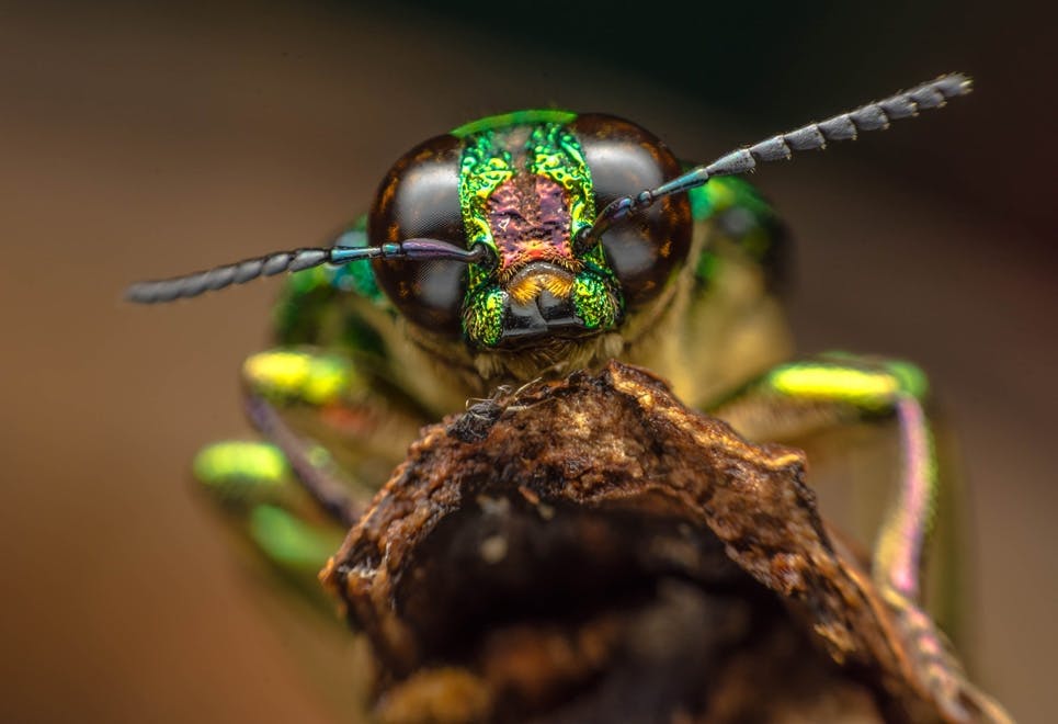 Hur andas insekter? | illvet.se