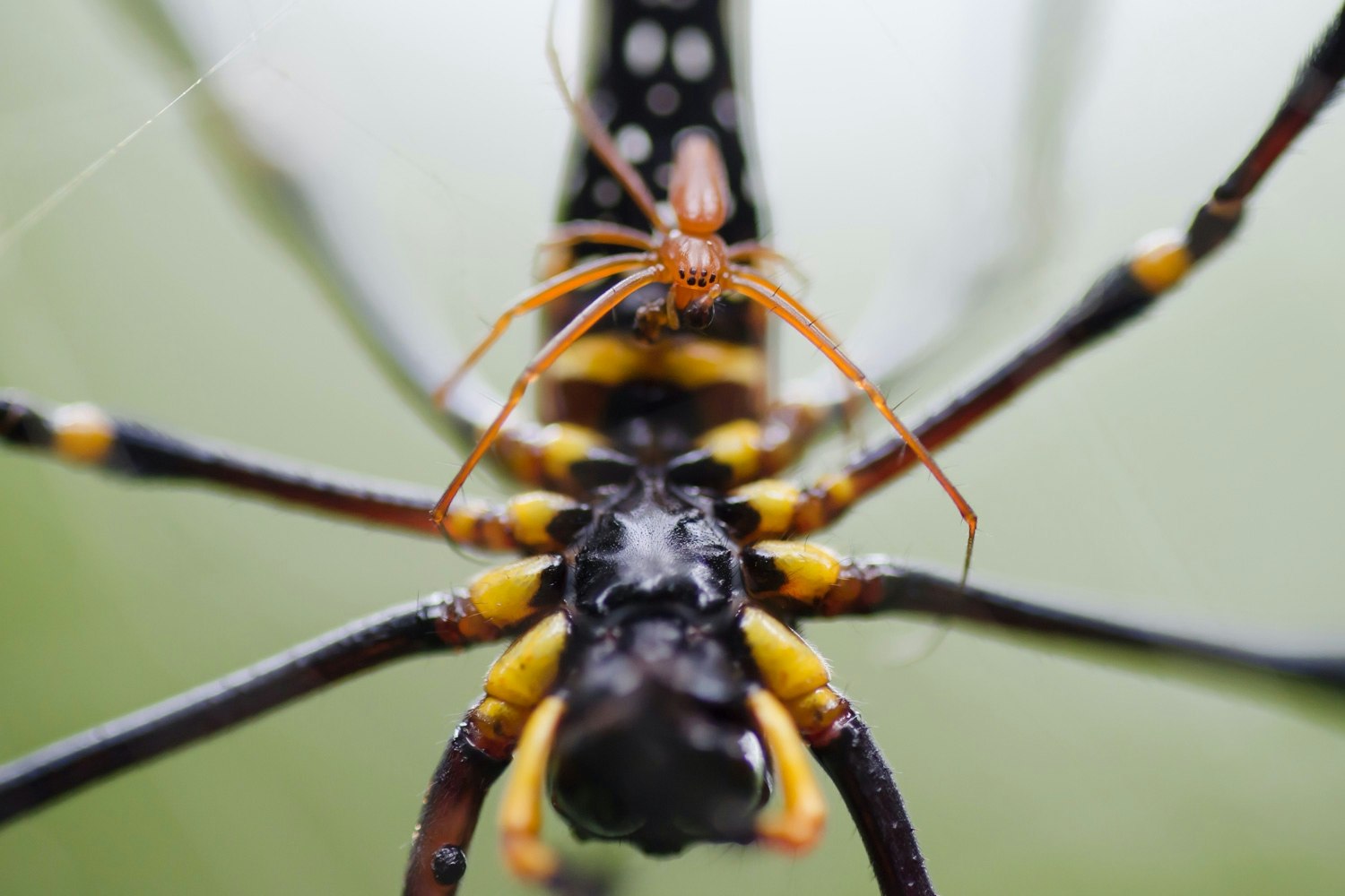 Hunner som dominerer hanner | illvit.no