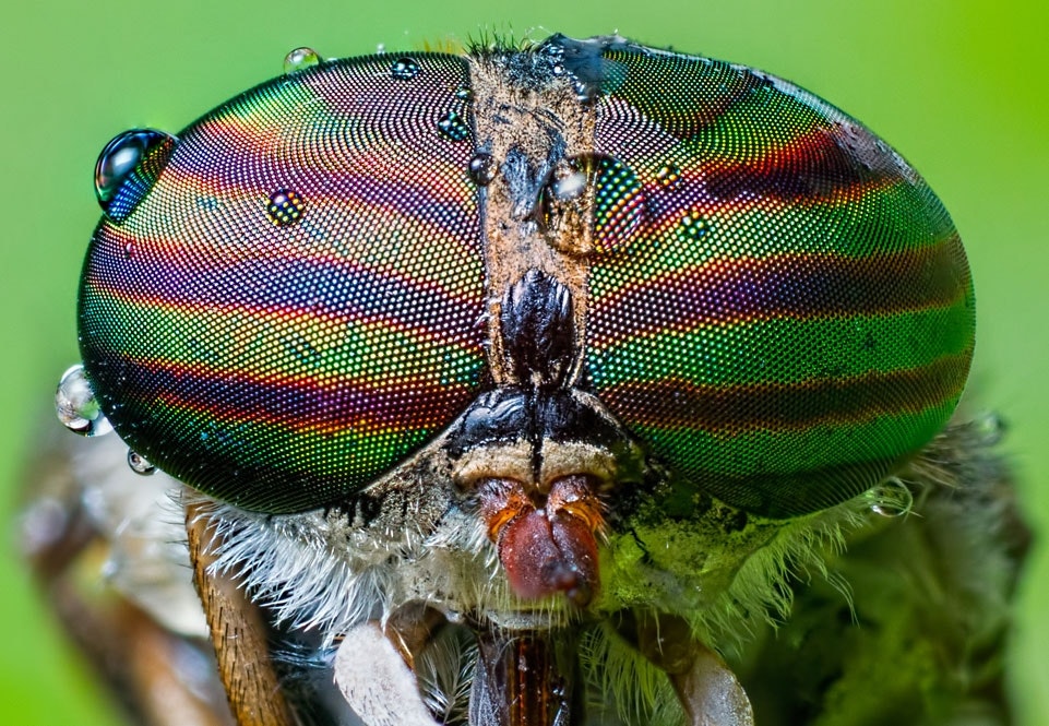 Insecten zien veel meer details dan we dachten | wibnet.nl