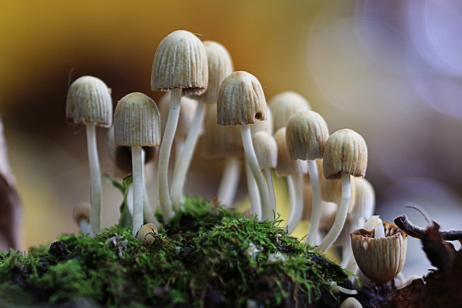 Hallucinogene svampe hjælper kræftpatienter | Illvid.dk