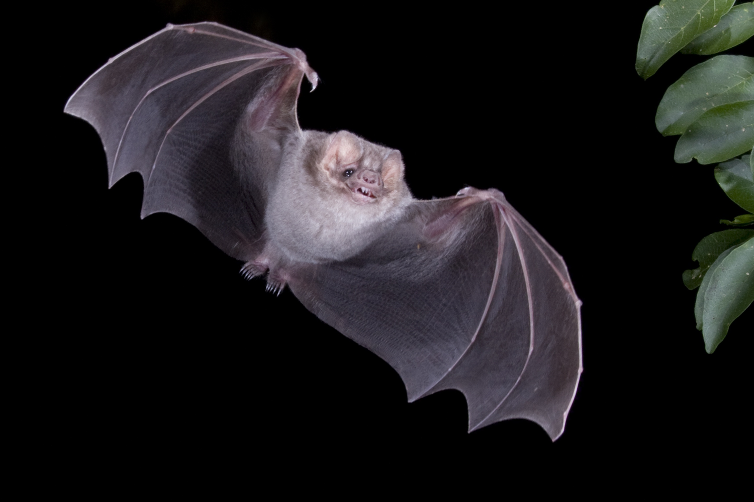 Vampyrflaggermus drikker menneskeblod | illvit.no
