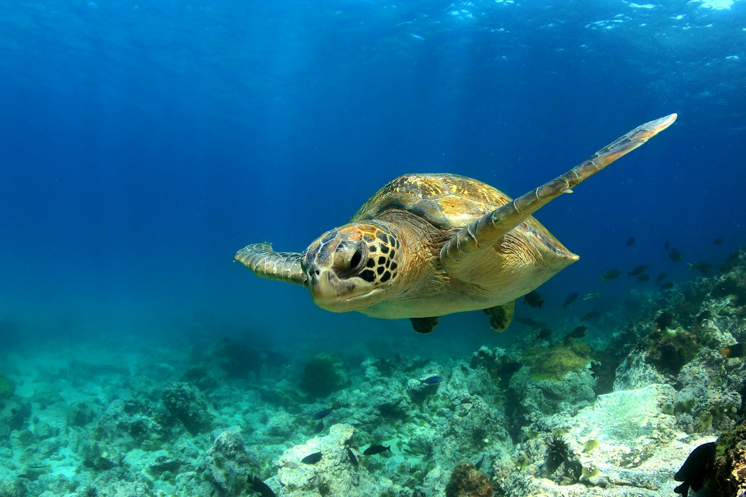 Skilpadde puster med tungen | illvit.no