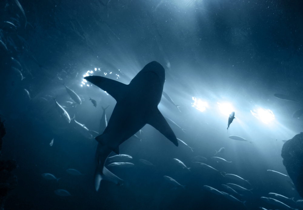 Haaien: 7 verrassende weetjes over haaien | wibnet.nl
