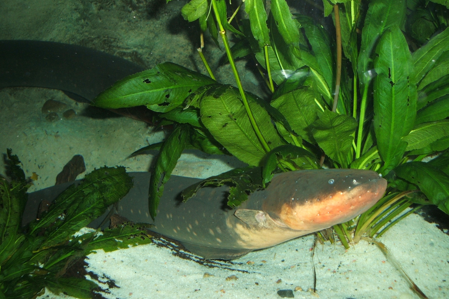 Sidderaal: Hoe maakt een sidderaal stroom? | wibnet.nl