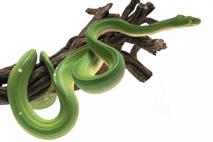 Hoe klimmen slangen? | wibnet.nl
