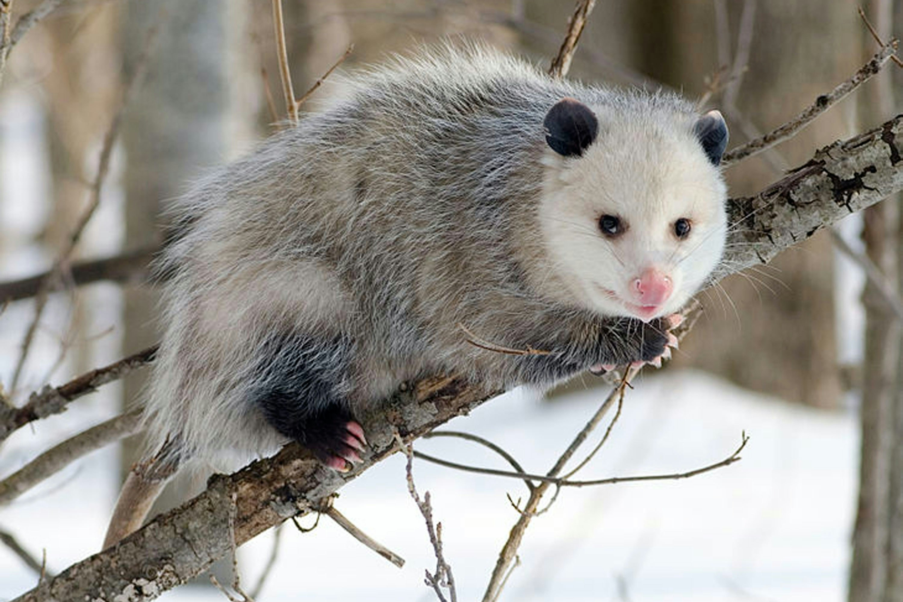 3 myter om dyr | illvid.dk