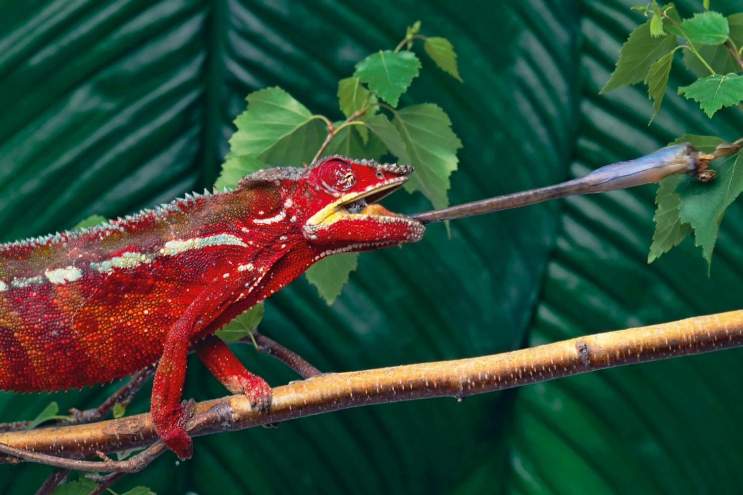 Kameleont: Är det sant att kameleonter kamouflerar sig? | illvet.se