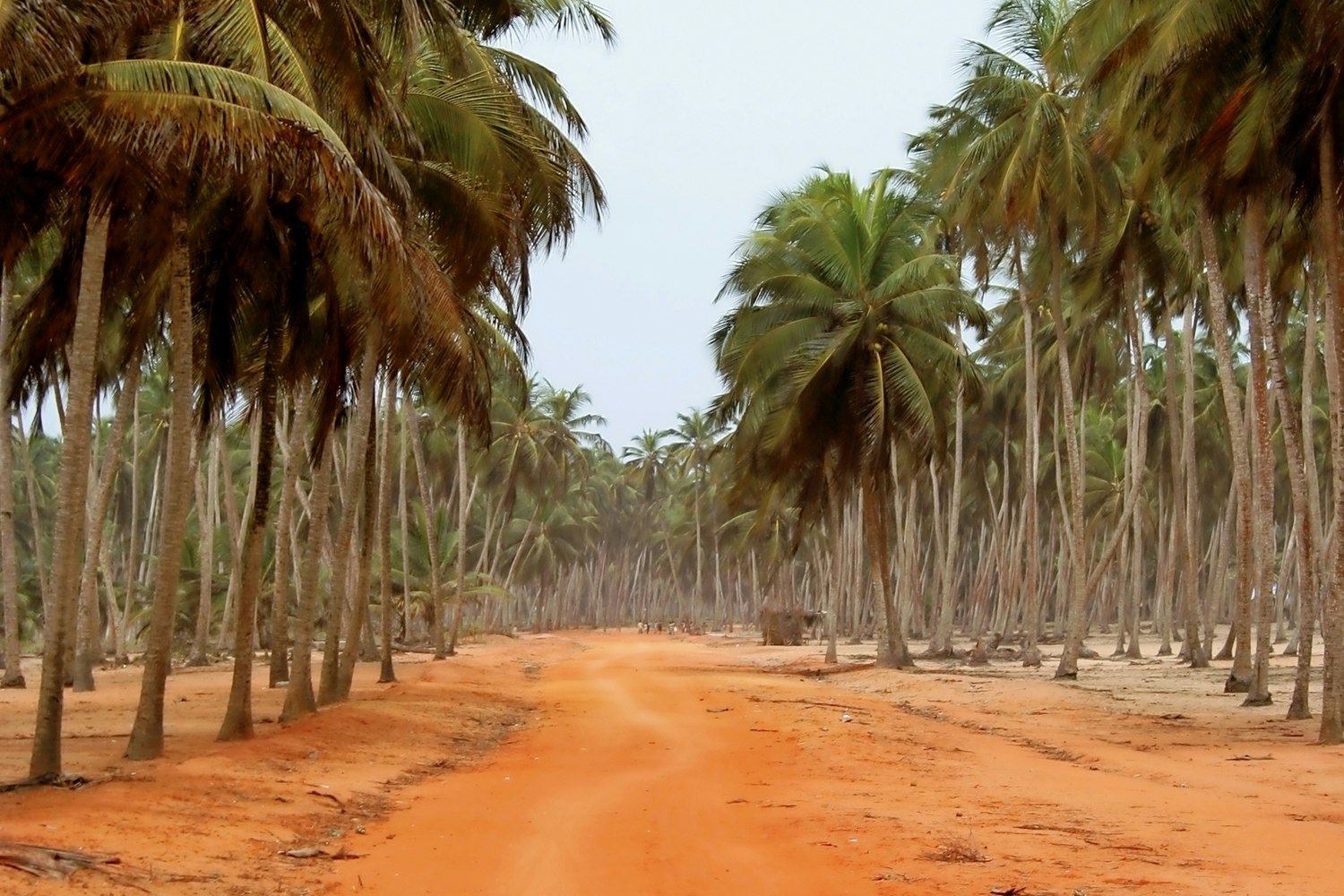 Waarom is de aarde rood in de tropen? | wibnet.nl