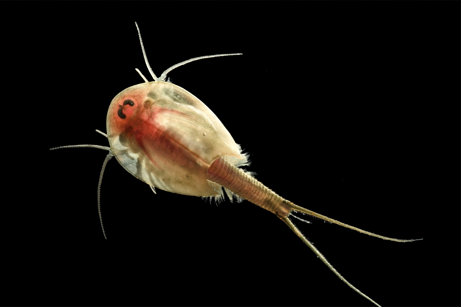 Verdens raskeste dyr | illvit.no