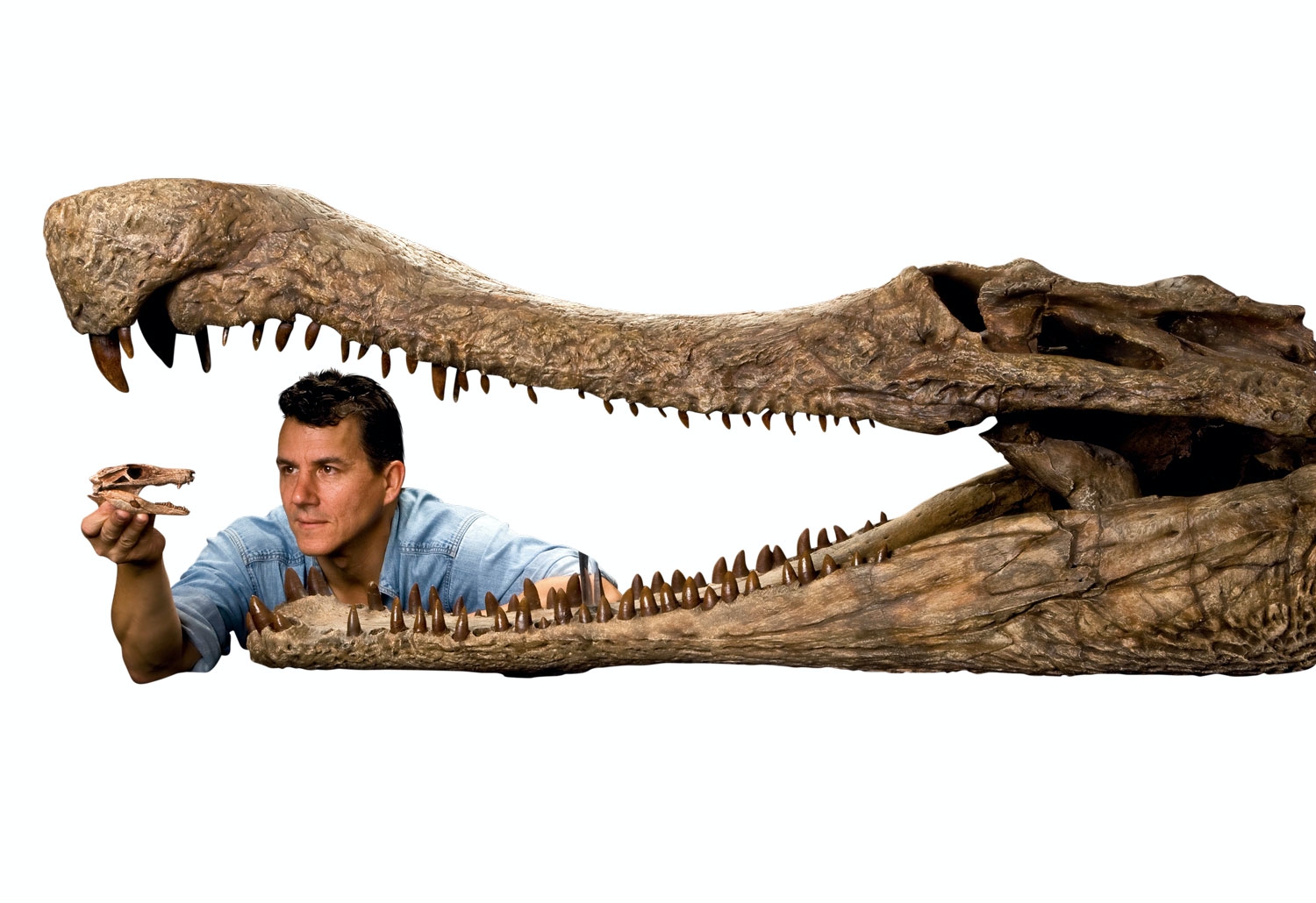 Gigantische Krokodil Dinosaurus