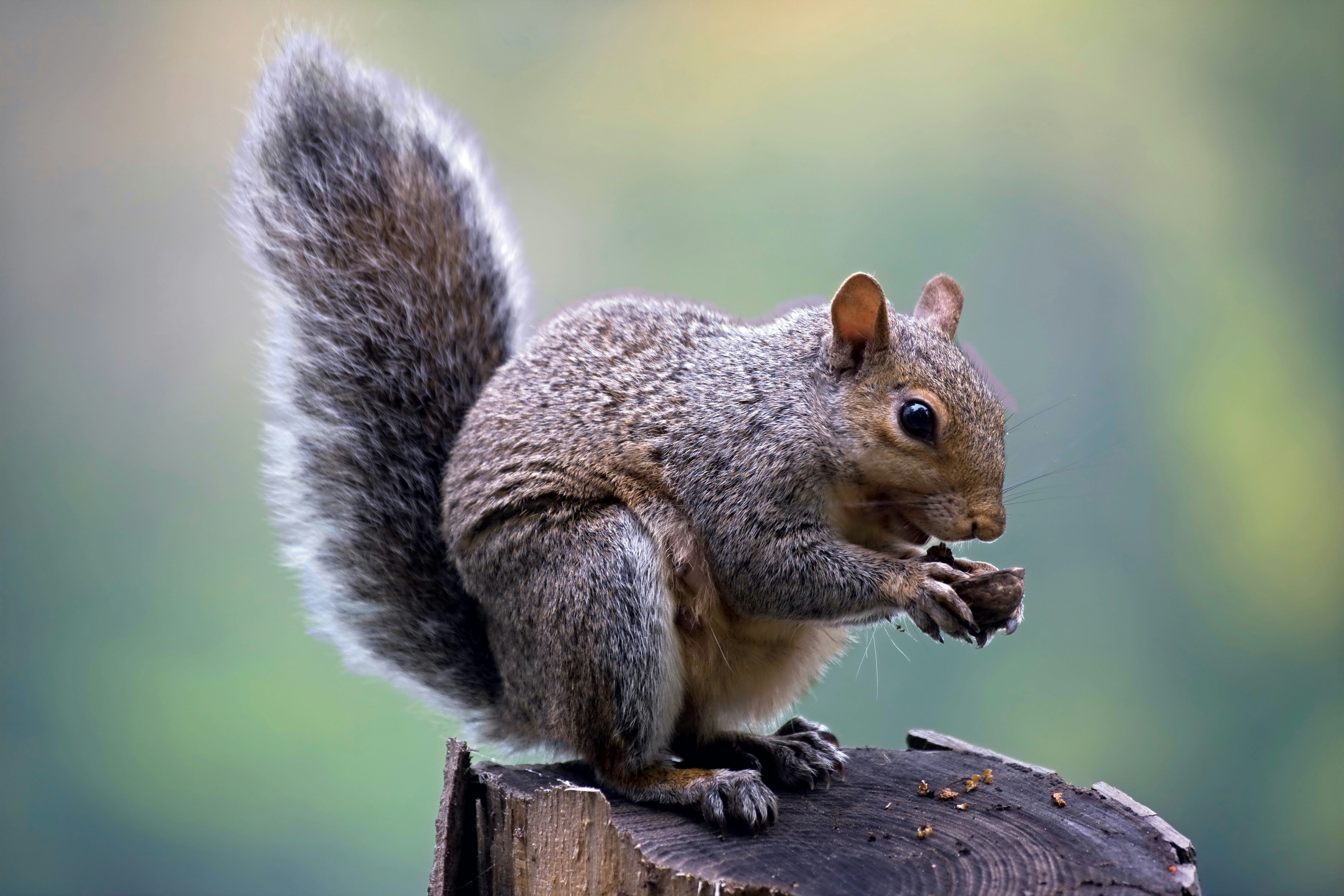 Dyr kan huske hvor maden er gemt | illvid.dk