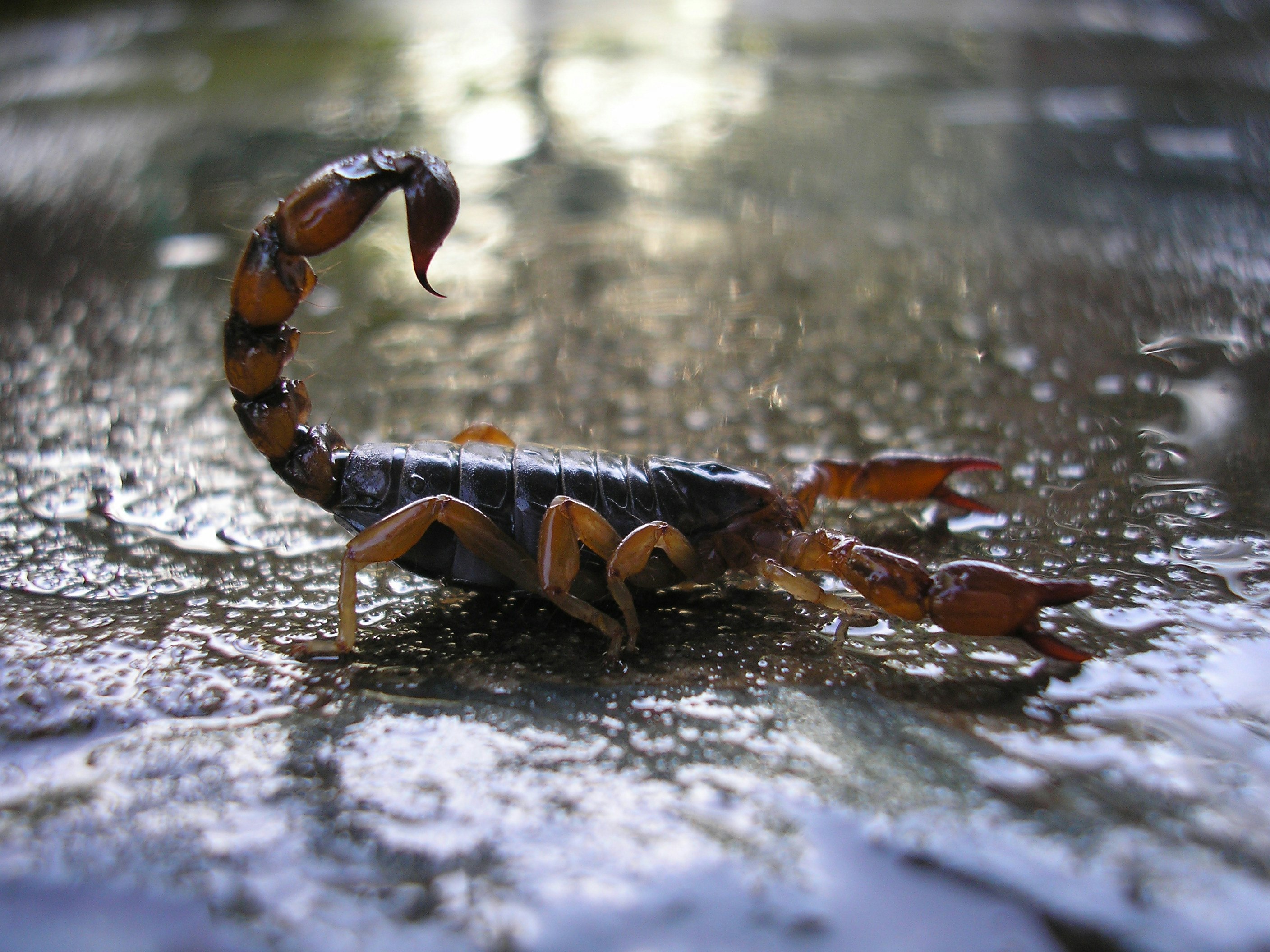 12 typer dyr du skal holde dig fra | illvid.dk