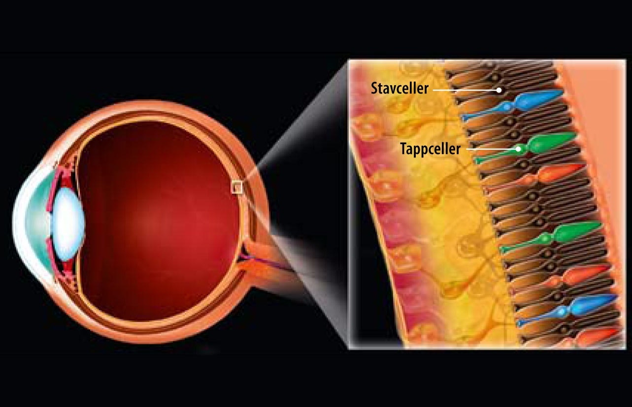 Kan vi se färger på natten? | illvet.se