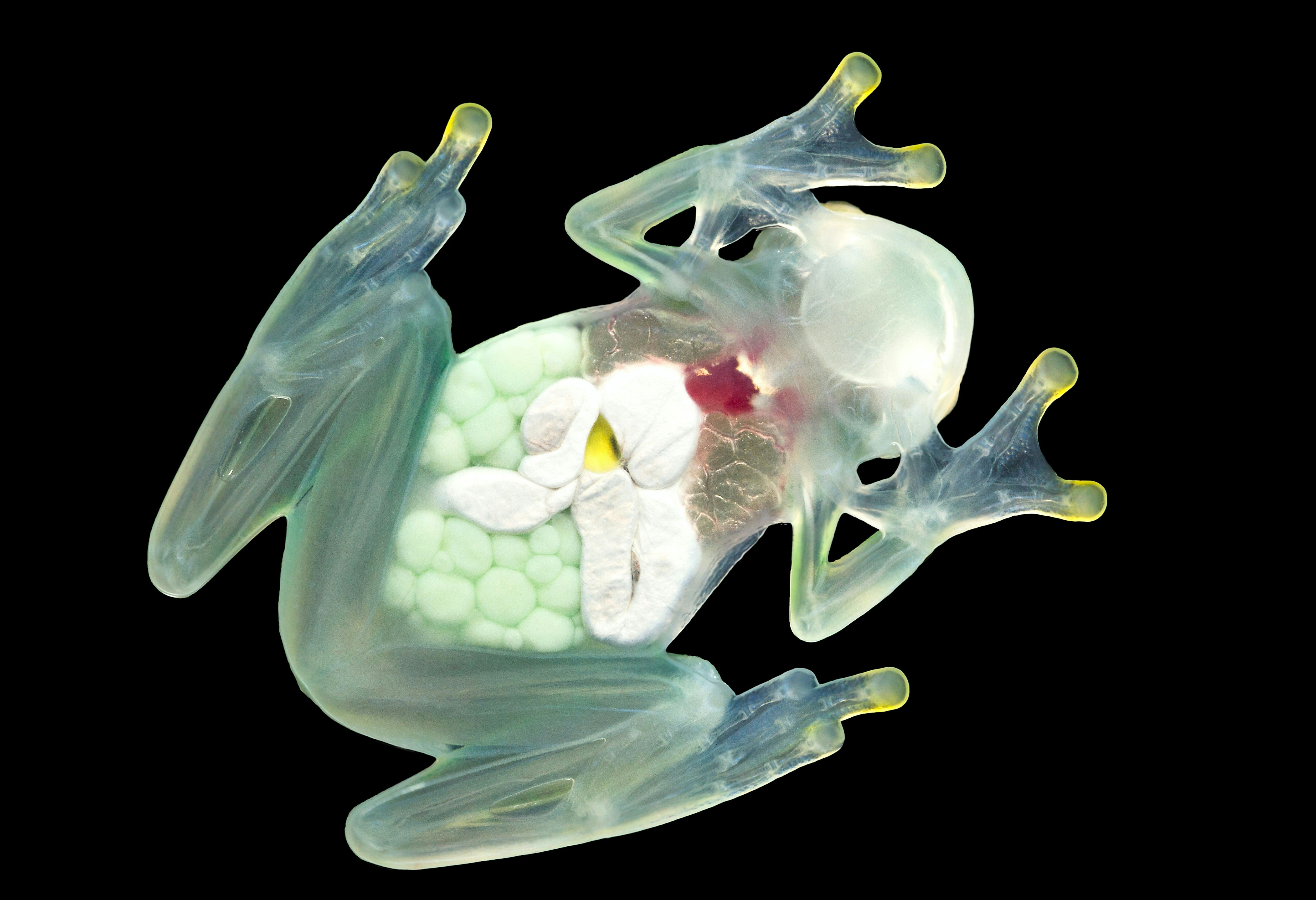 Glaskikker: Lijf camoufleert zichzelf | wibnet.nl