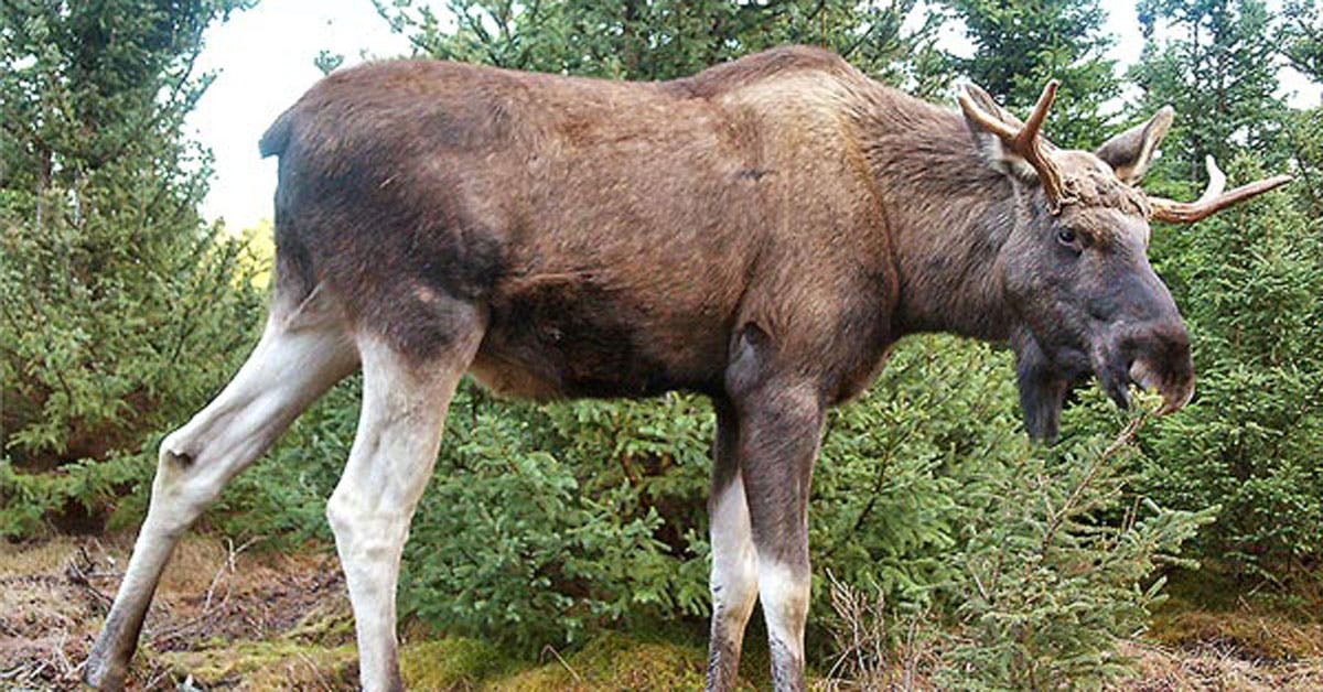 Dødelig hjernesykdom angriper norske elger | illvit.no