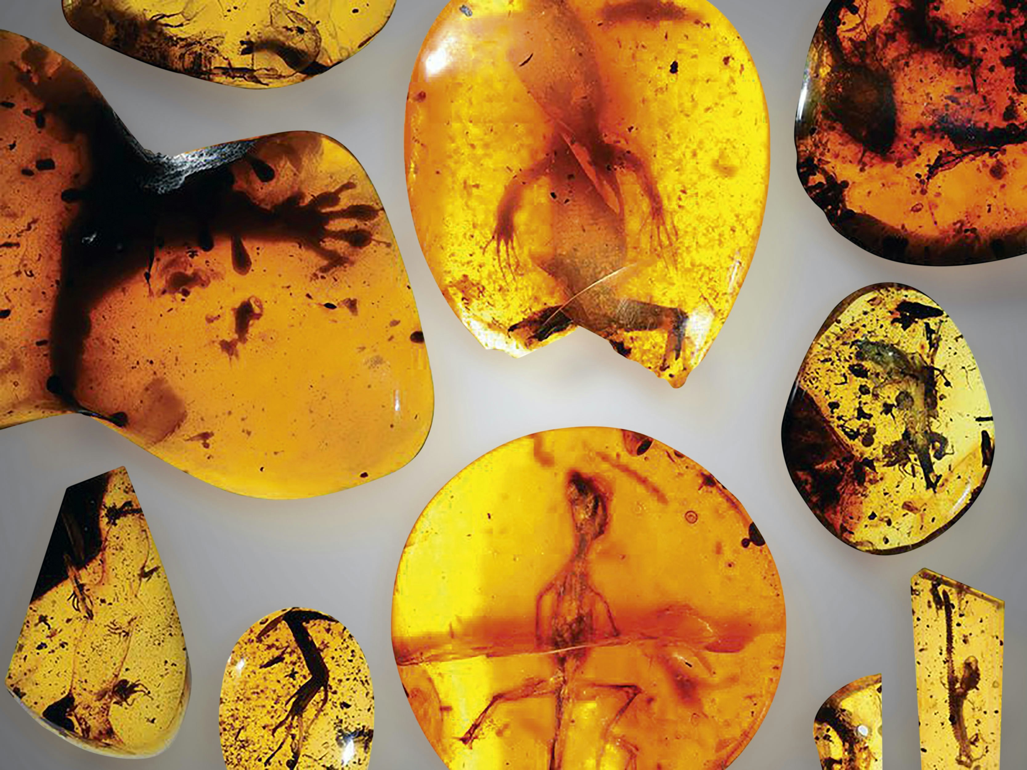 Rav kan fortelle om fortiden | illvit.no