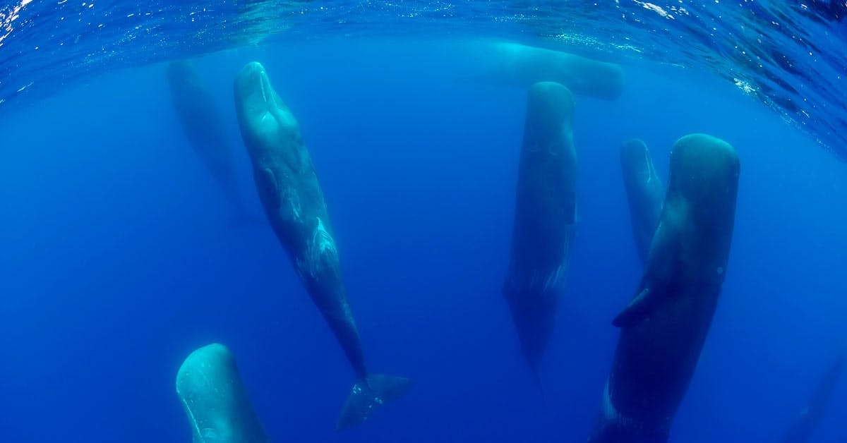 Dyrene sover sig til succes | Illvid.dk