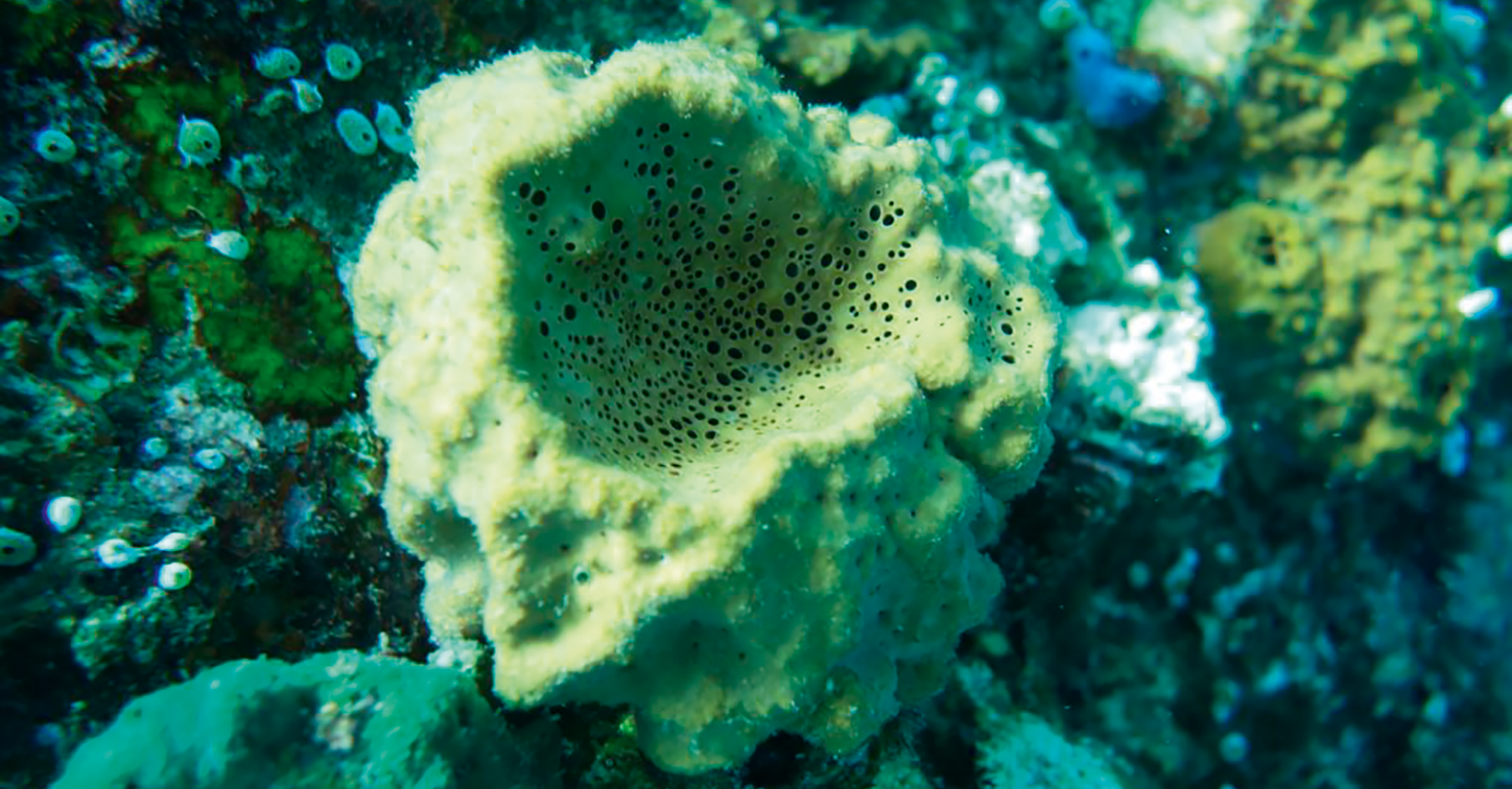 Sponsdieren waren er het eerst | wibnet.nl