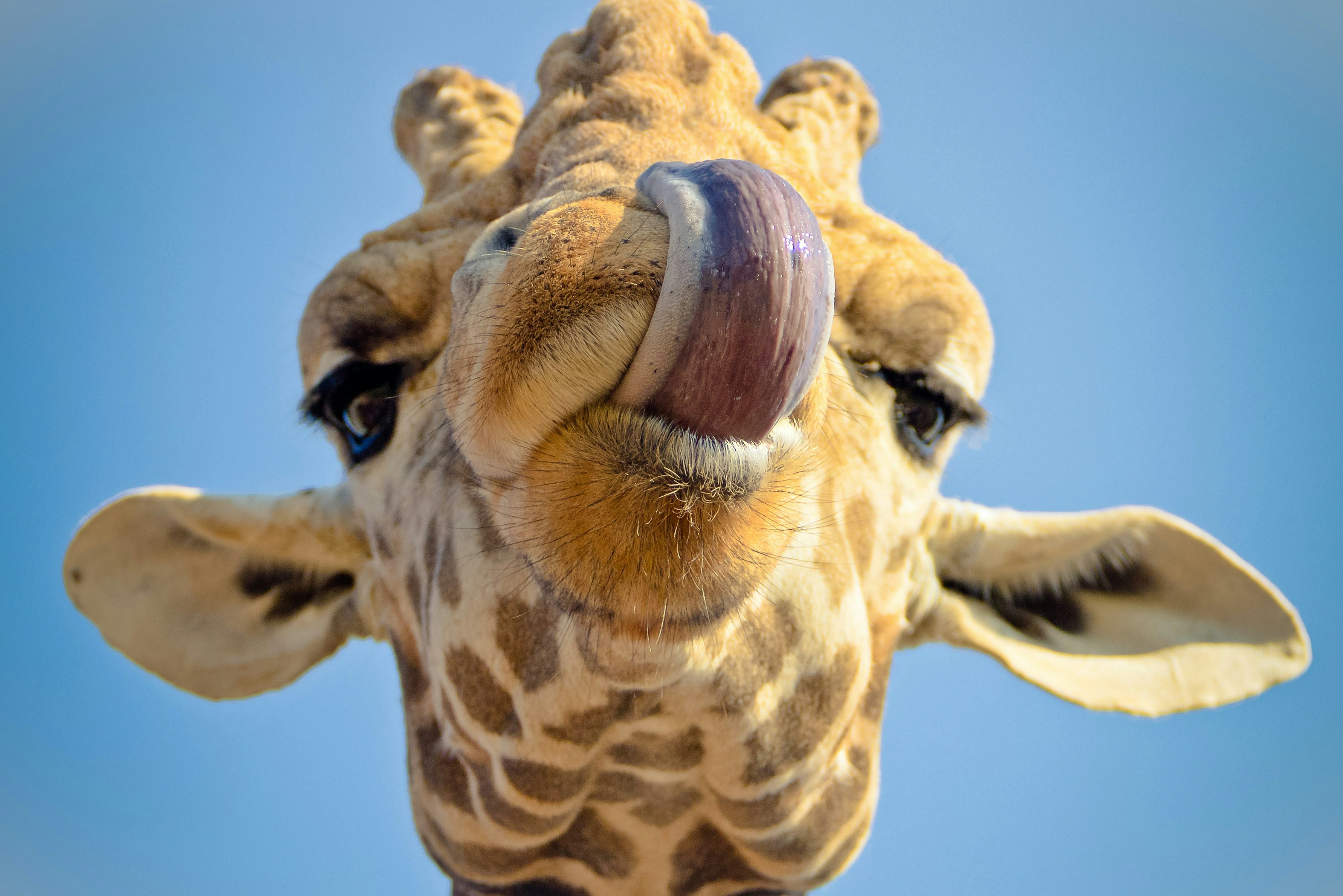 Hvor lang tunge kan en sjiraff ha? | illvit.no