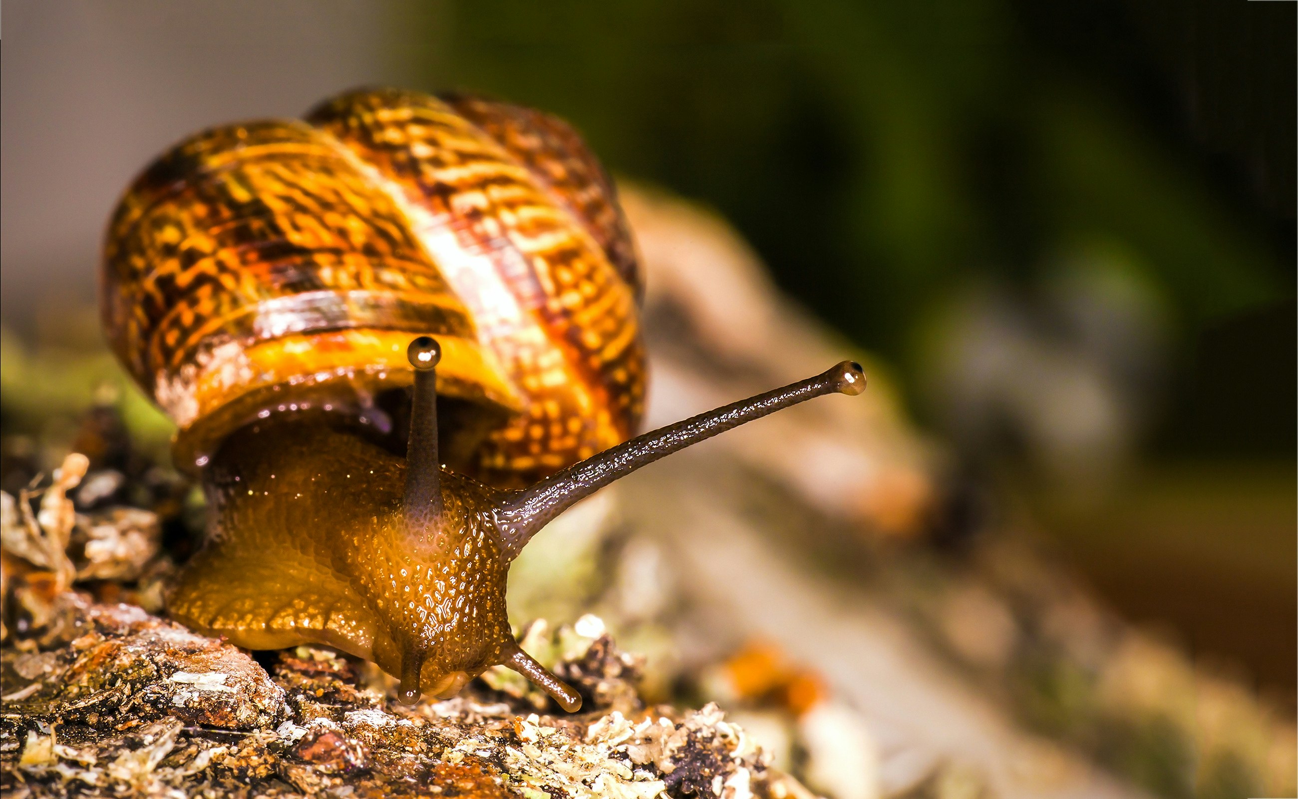 Sidder sneglen helt fast i sit hus? | illvid.dk