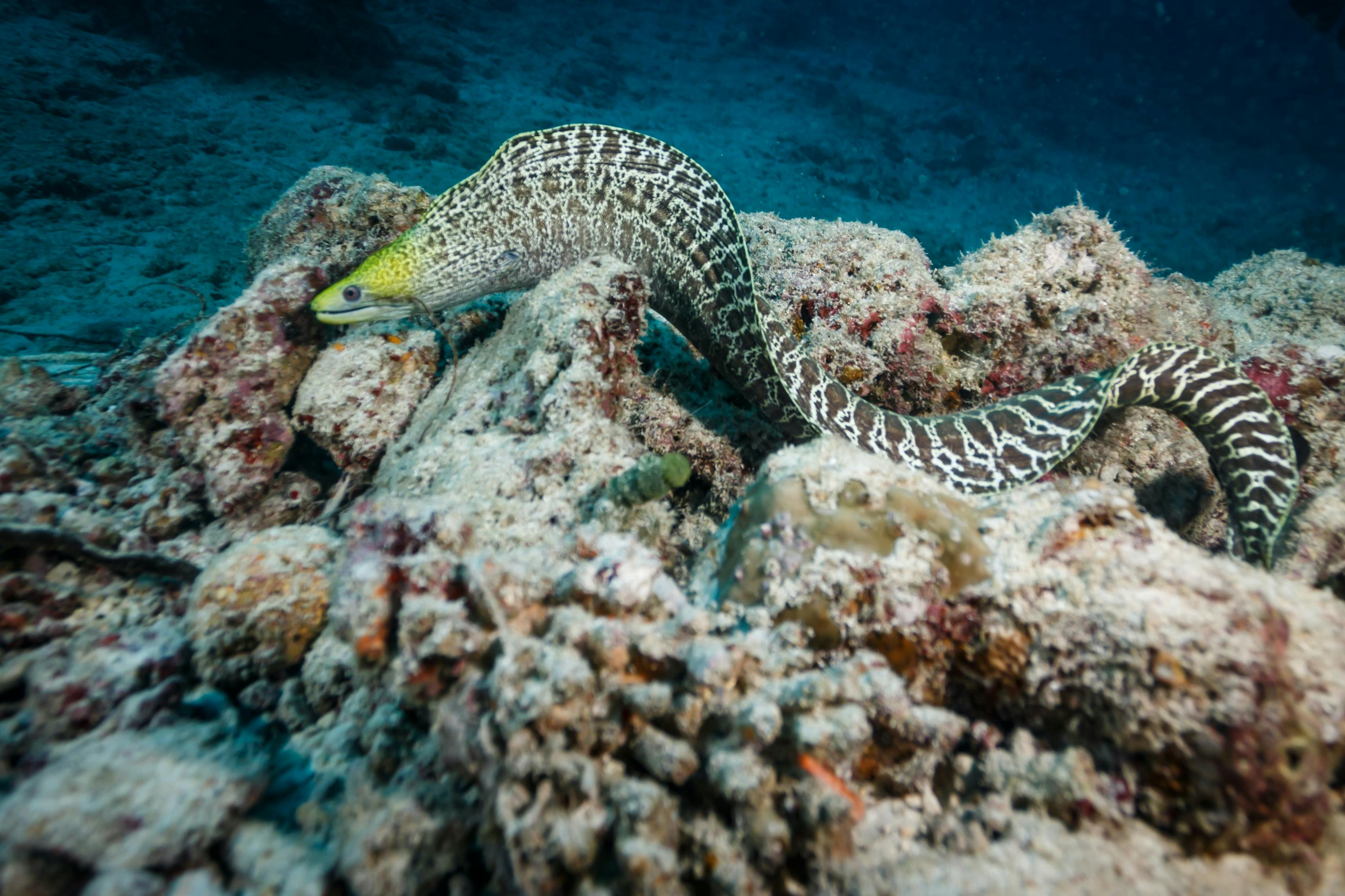 Sidderaal: Hoe maakt een sidderaal stroom? | wibnet.nl