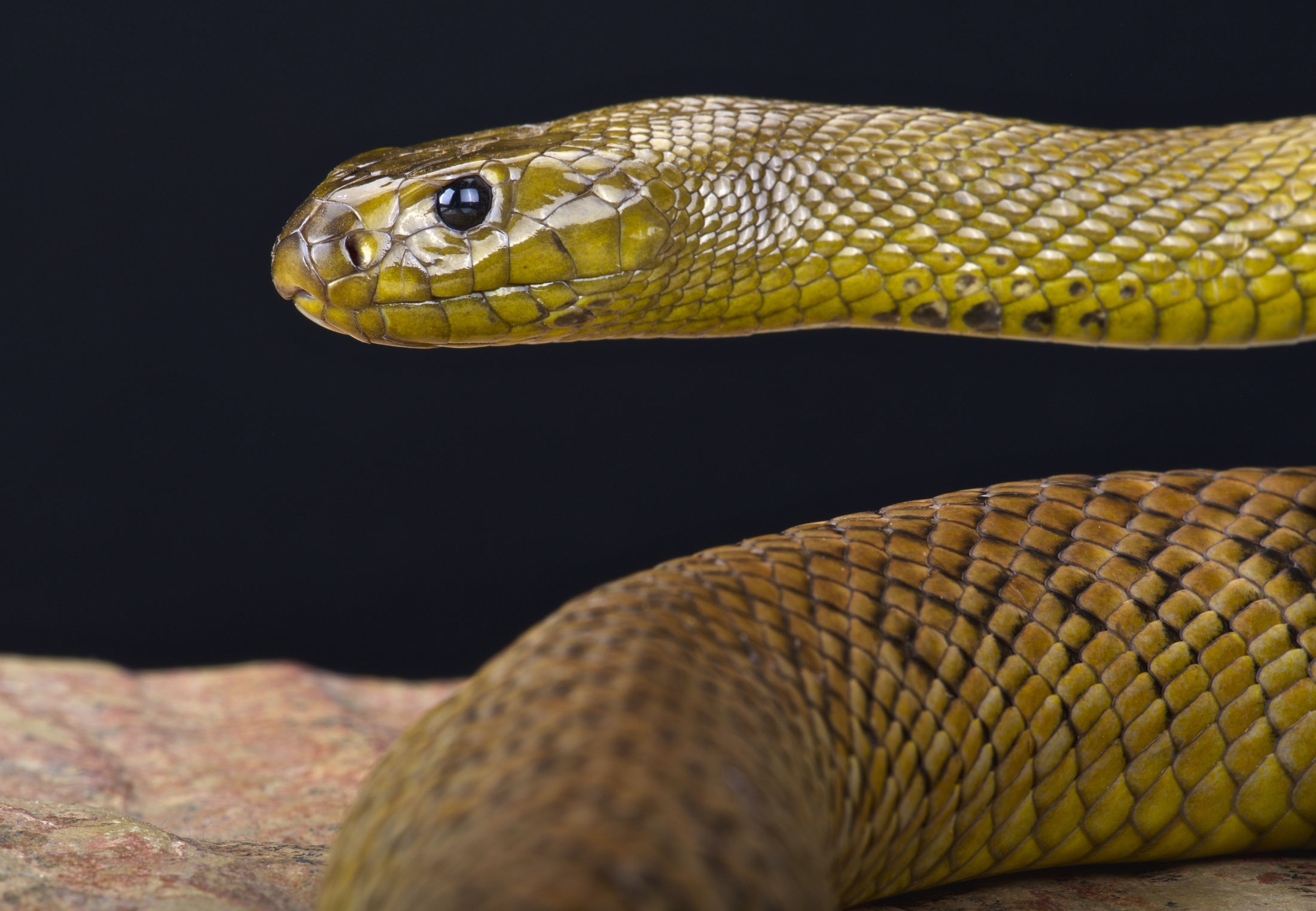 Slanger | Bliv klogere på de benløse krybdyr | Illustreret Videnskab ...