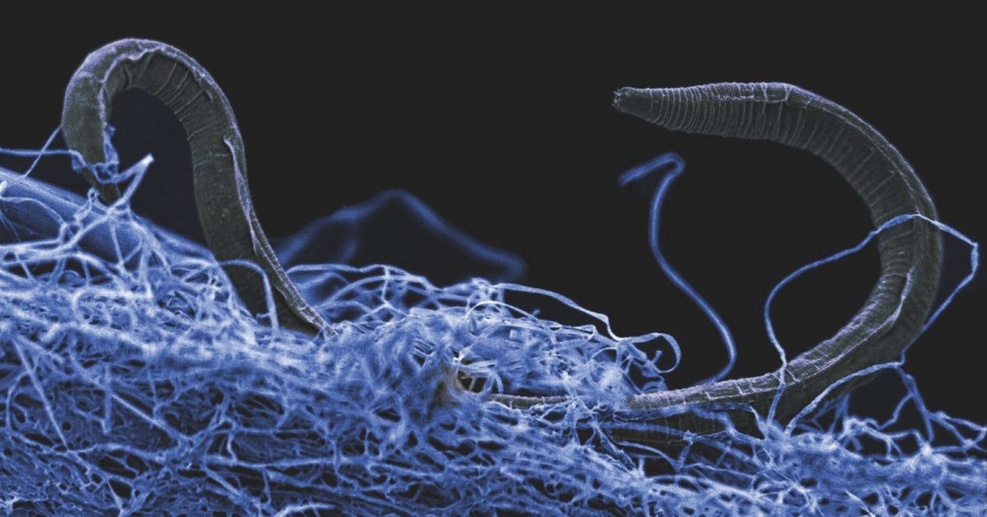 Forskere avslører gigantisk økosystem i bakken | illvit.no