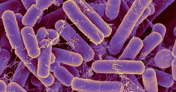 Tarmbakterier avslöjar kroppens ålder | illvet.se