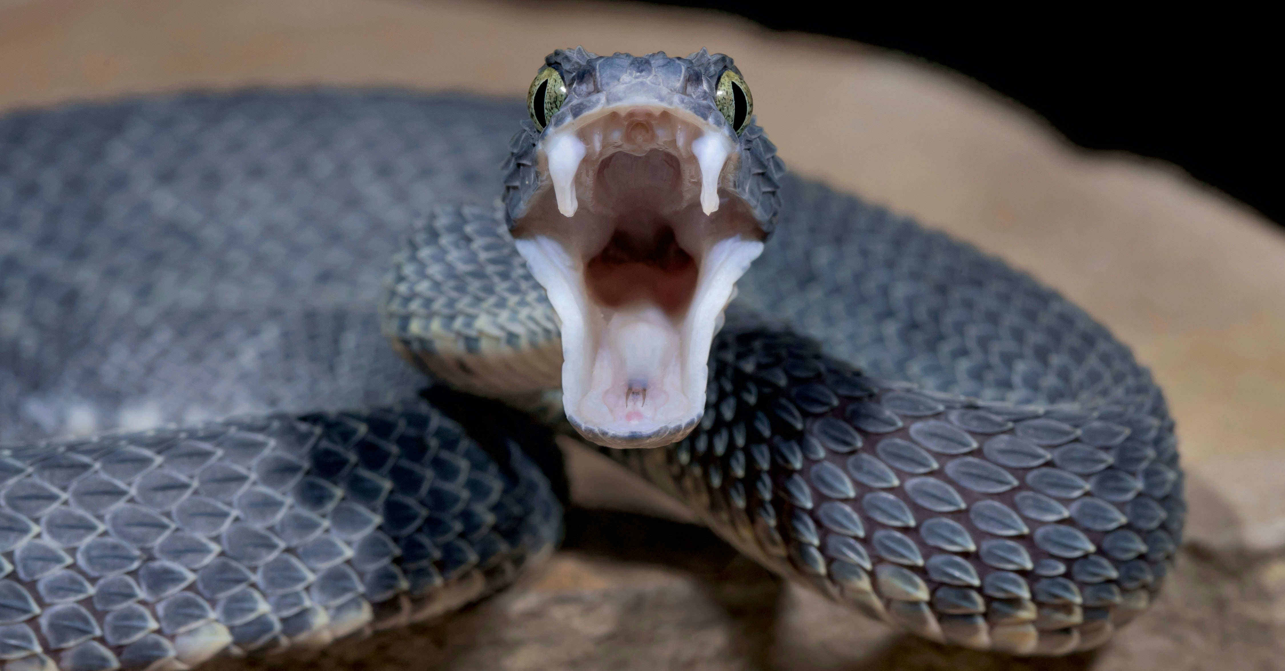 Nieuwe behandeling moet miljoenen slachtoffers van slangen redden ...