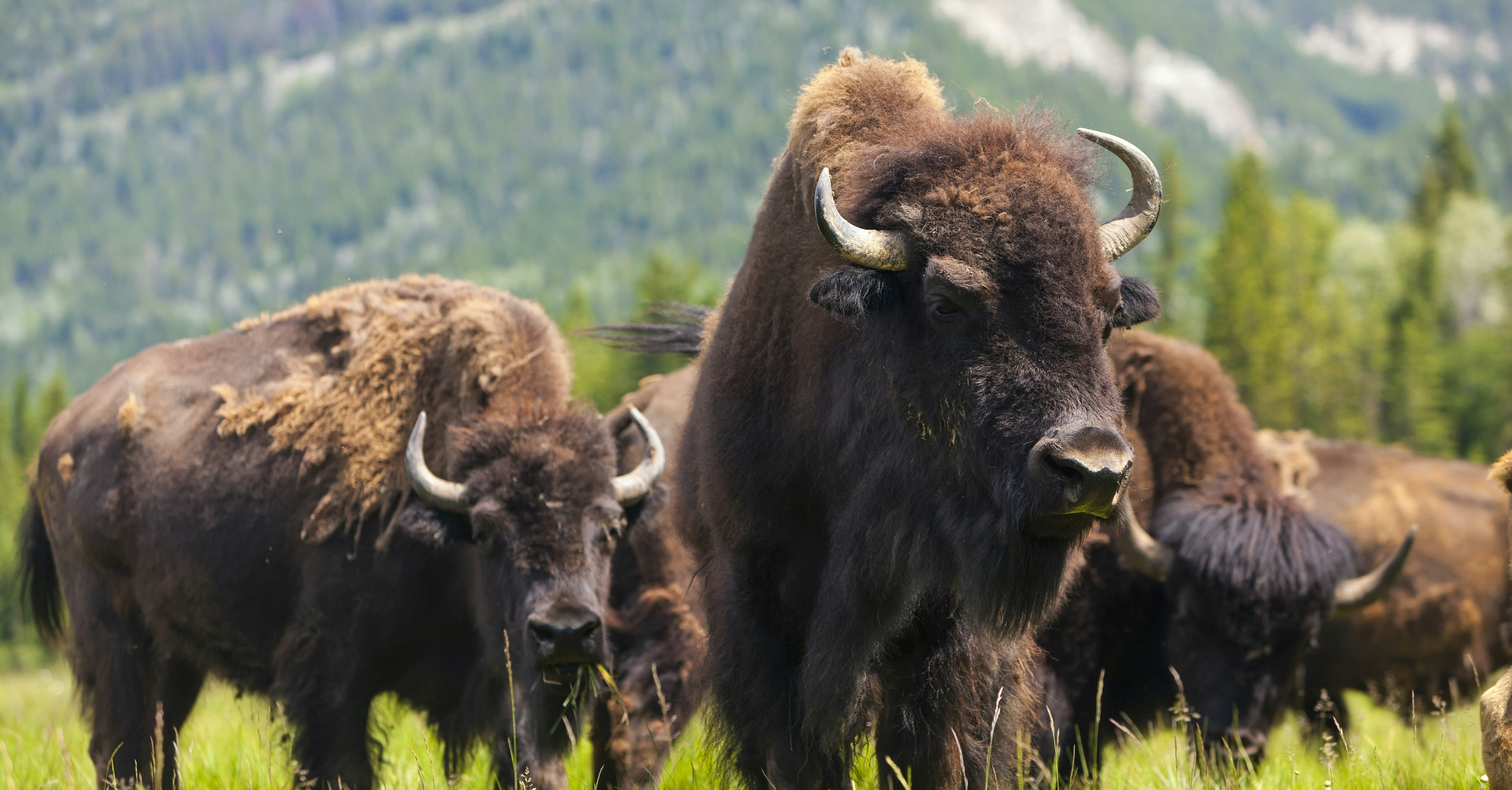 Truede arter kjemper seg tilbake | illvit.no