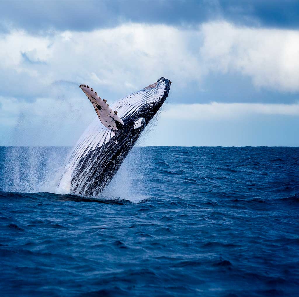 Valar - Vilka är världens största valar och hur många valarter finns ...