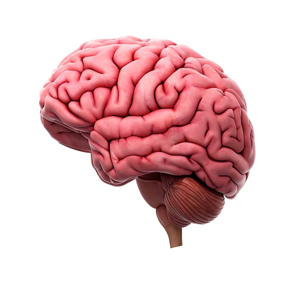 Hjärnan | illvet.se
