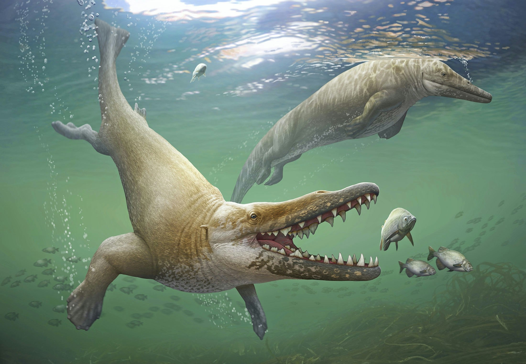 De første hvalene svømte hundesvømning | illvit.no