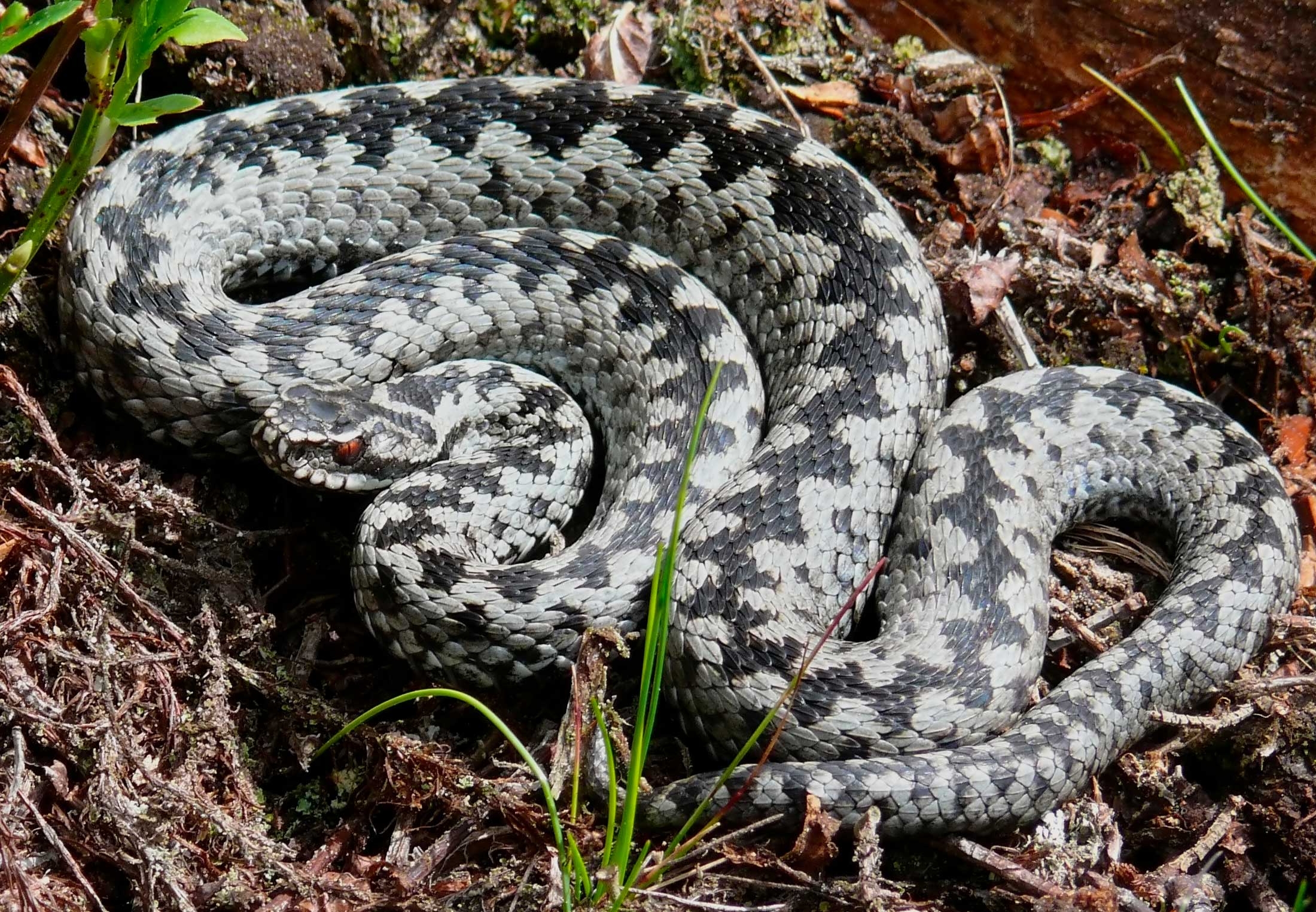 Hugorm i Danmark - er et bid fra en hugorm farligt? | Illvid.dk