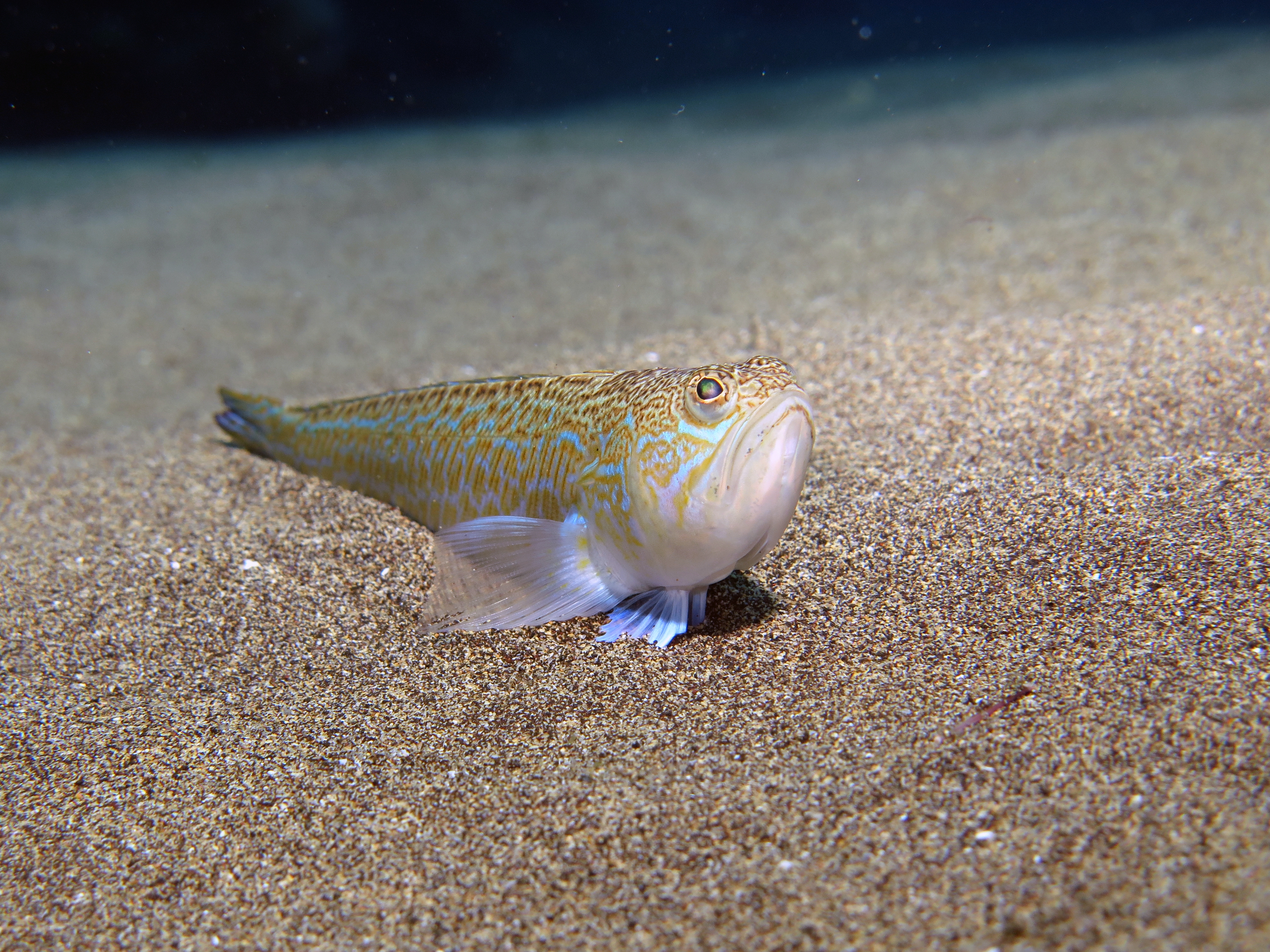 Fjesing er Nord-Europas giftigste fisk | illvit.no