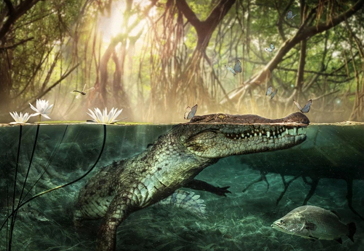 Näin krokotiili valloitti Amerikan | tieku.fi