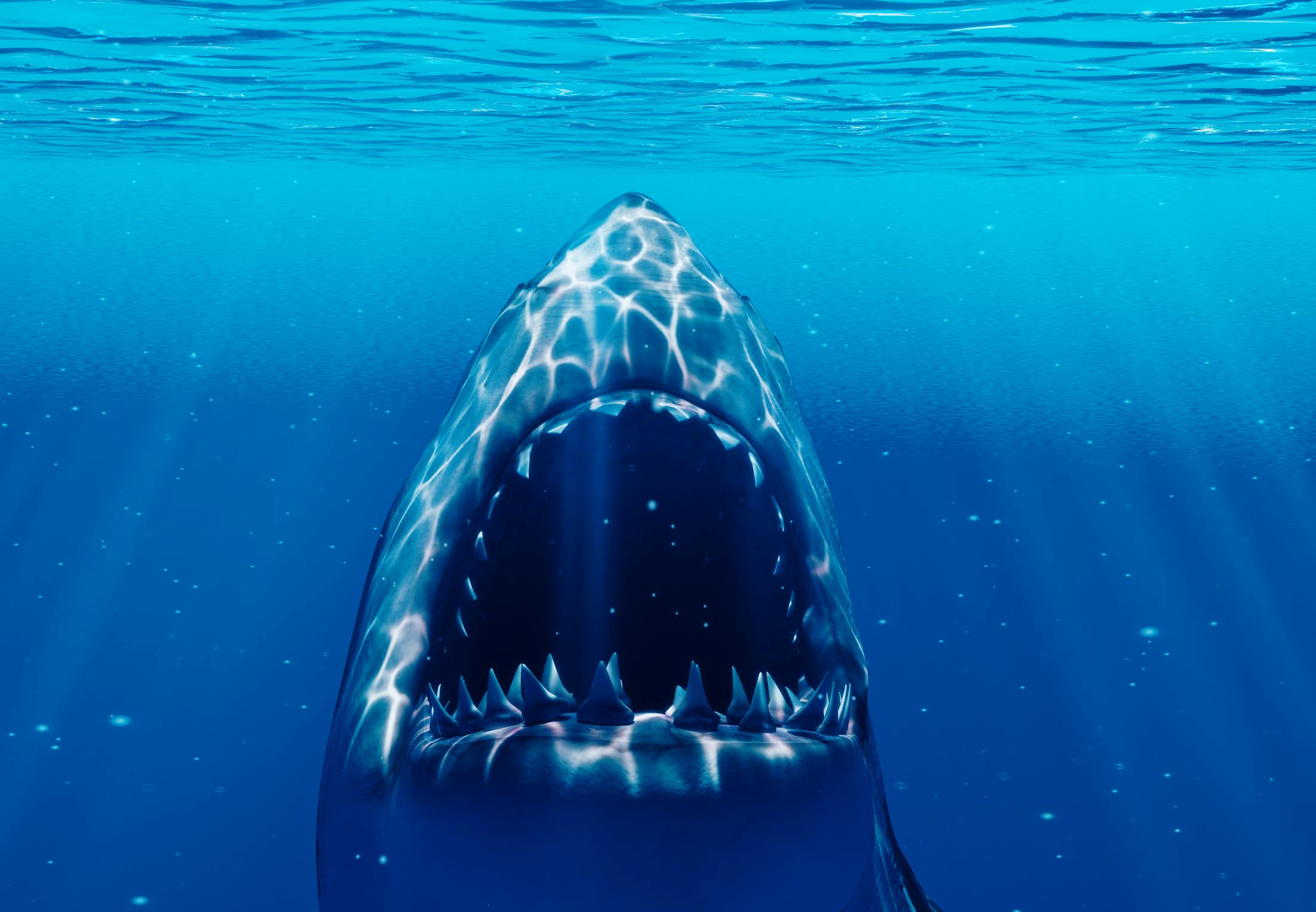 Nieuw onderzoek: Zo zag de prehistorische haai er in werkelijkheid uit ...