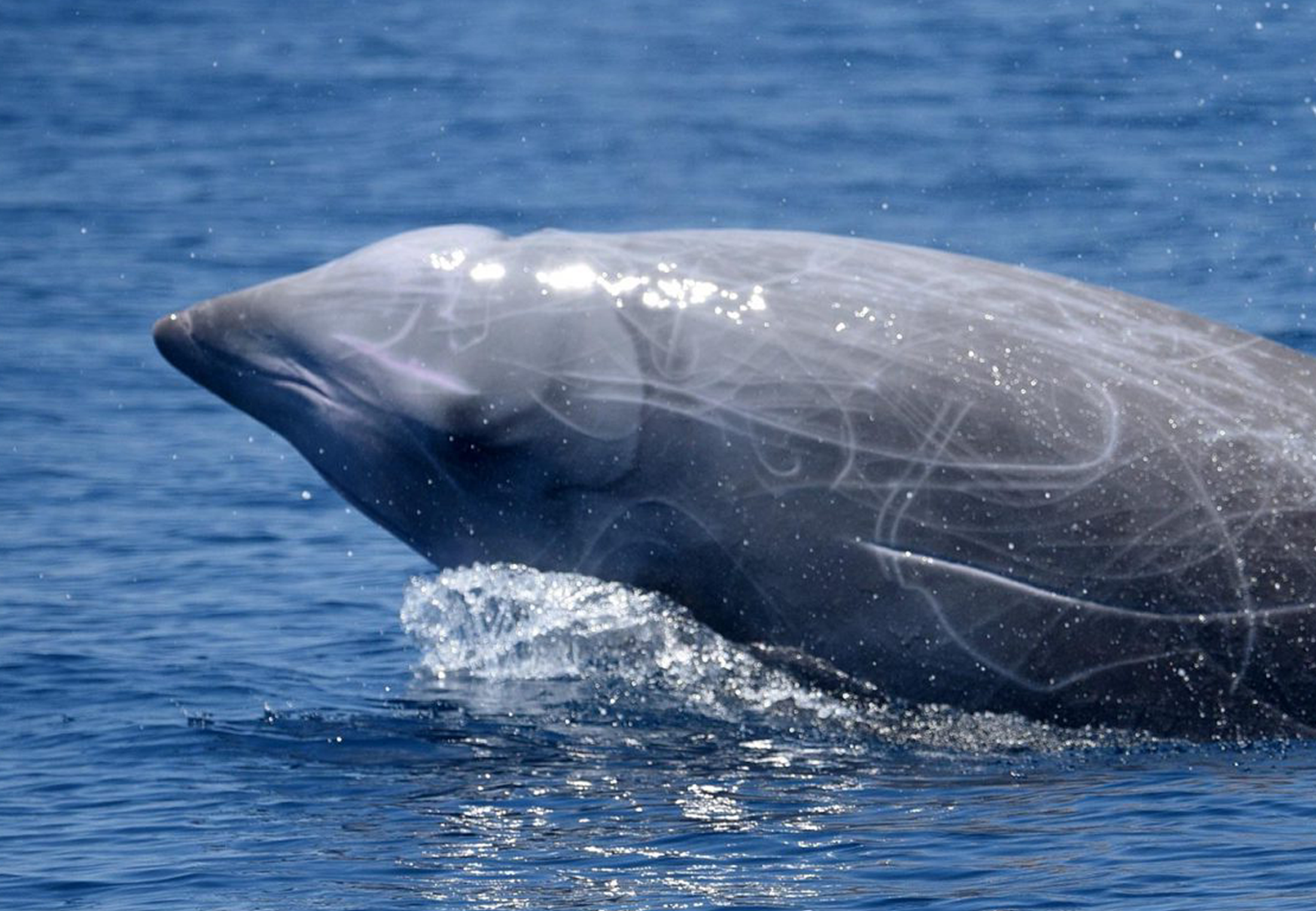 Lille hval sætter ekstrem dykkerrekord | Illvid.dk